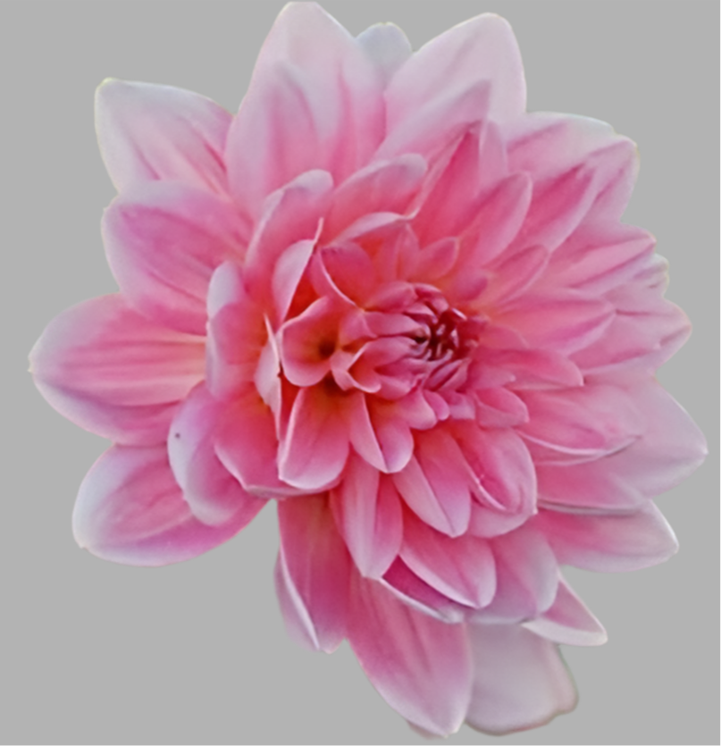 Gerrie Hoek WL – Spokane Flowers and Produce Delivery
