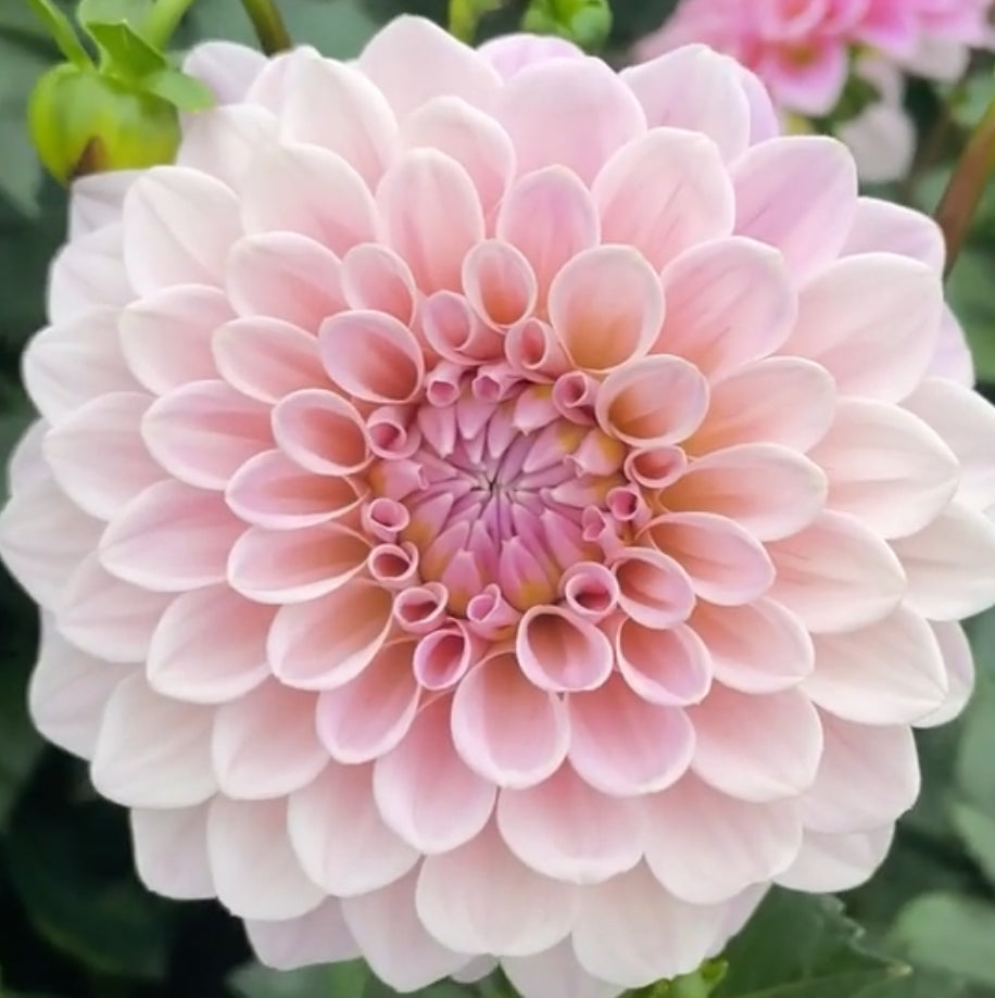 Sweet Nathalie Dahlia (Spring Ship) – Spokane Flowers and Produce Delivery