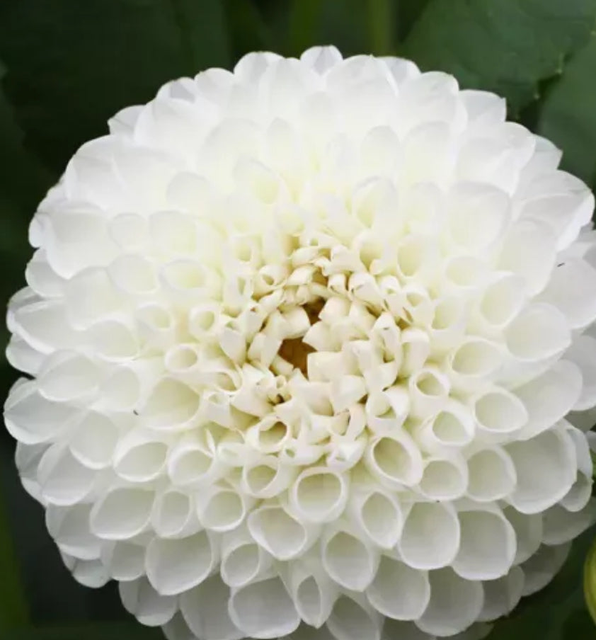 White Aster Pompon Dahlia (Spring Ship) – Spokane Flowers and Produce ...