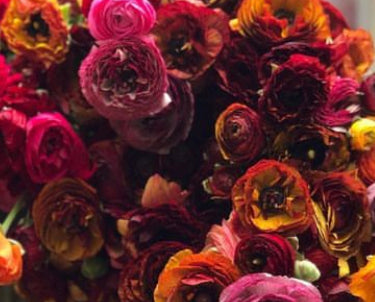 Pack of 20 Jumbo Corms Mixed Ranunculus Cafe + Picotee Mix – Spokane ...