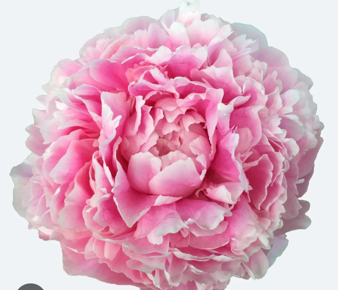 Pink Parfait (Fall Ship) – Spokane Flowers and Produce Delivery